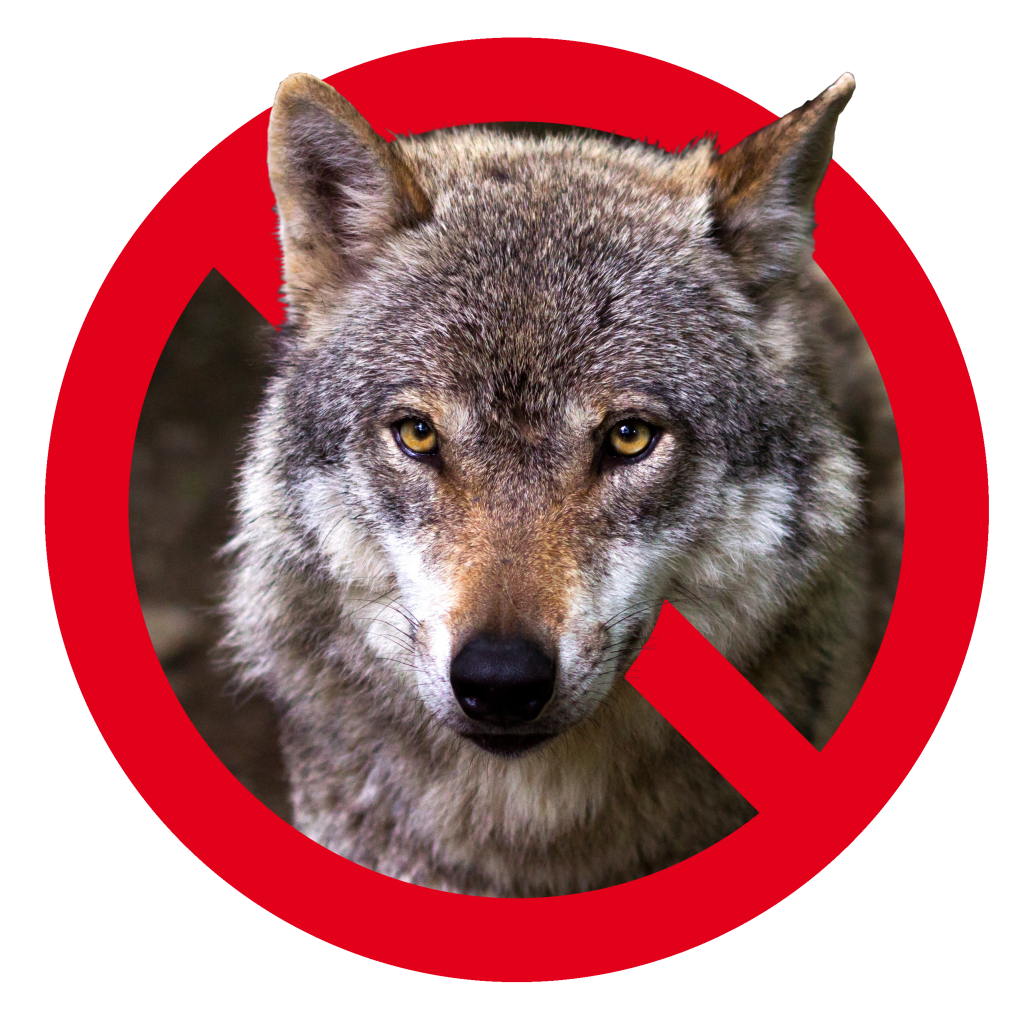 No Wolves Benelux | Alle informatie over wolven in Nederland.